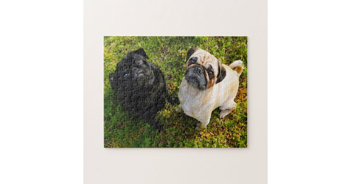 Pug Dogs. Jigsaw Puzzle | Zazzle