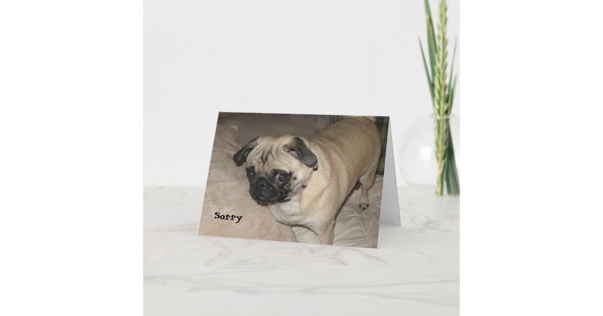 Pug - Sorry Card | Zazzle