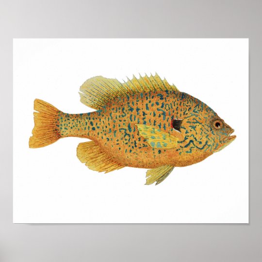 Pumpkinseed Sunfish Art Poster | Zazzle.co.uk
