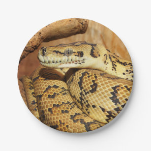 Snake Plates | Zazzle UK