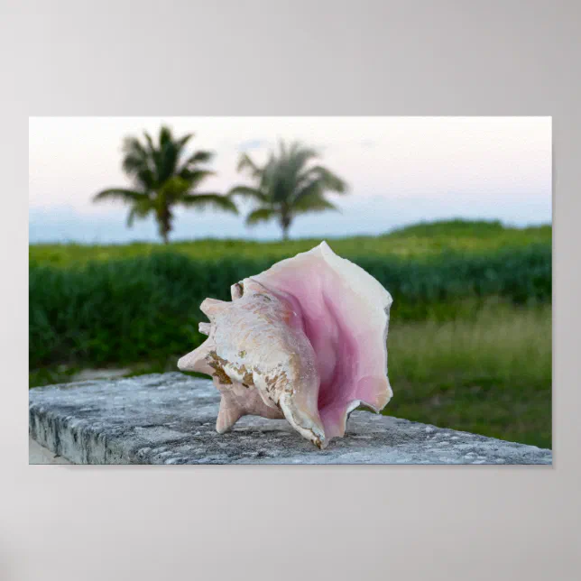 Queen Conch Shell on a Wall, The Bahamas Poster | Zazzle