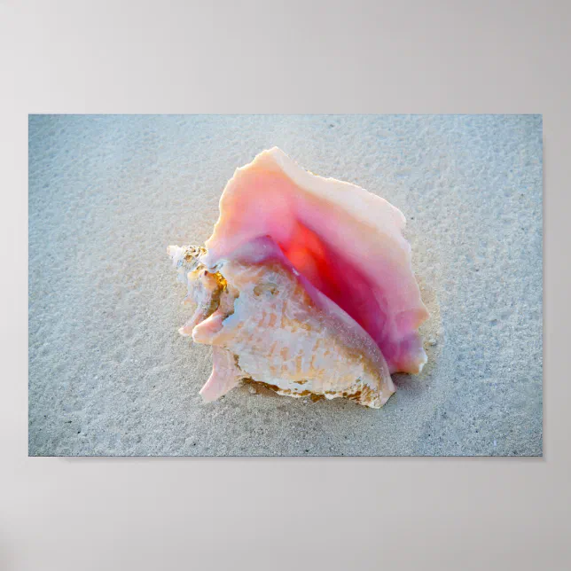 Queen Conch Shell on Bahamas Beach Poster | Zazzle