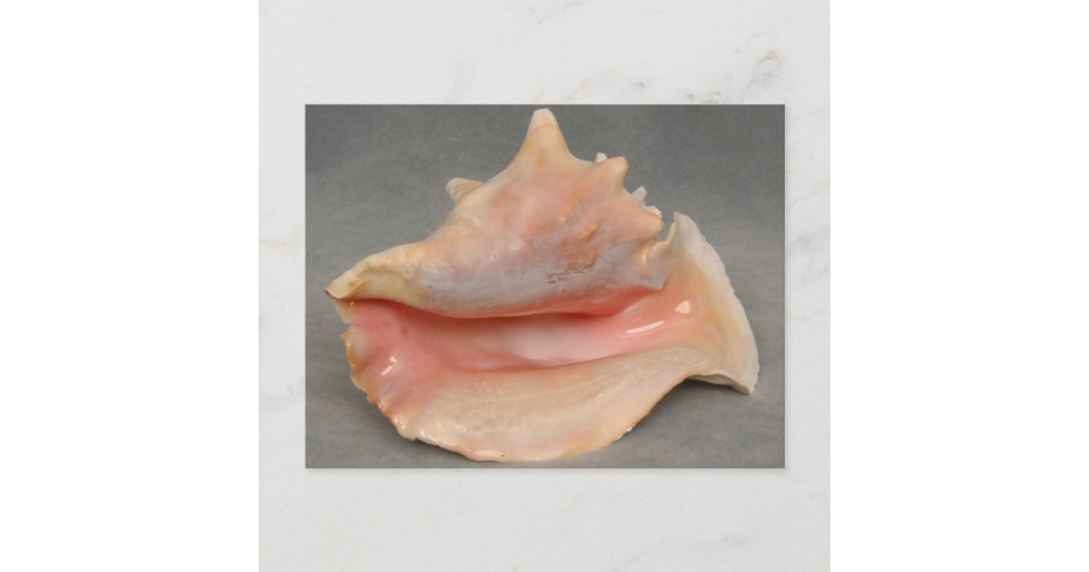 Queen Conch Shell Postcard | Zazzle