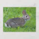 Rabbit Postcard | Zazzle