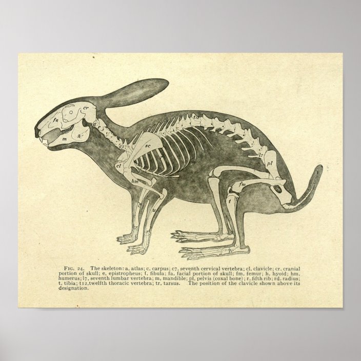 Rabbit Skeleton Anatomy Vintage Veterinary Print | Zazzle.co.uk