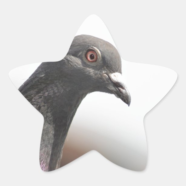 Pigeon Stickers & Labels | Zazzle UK