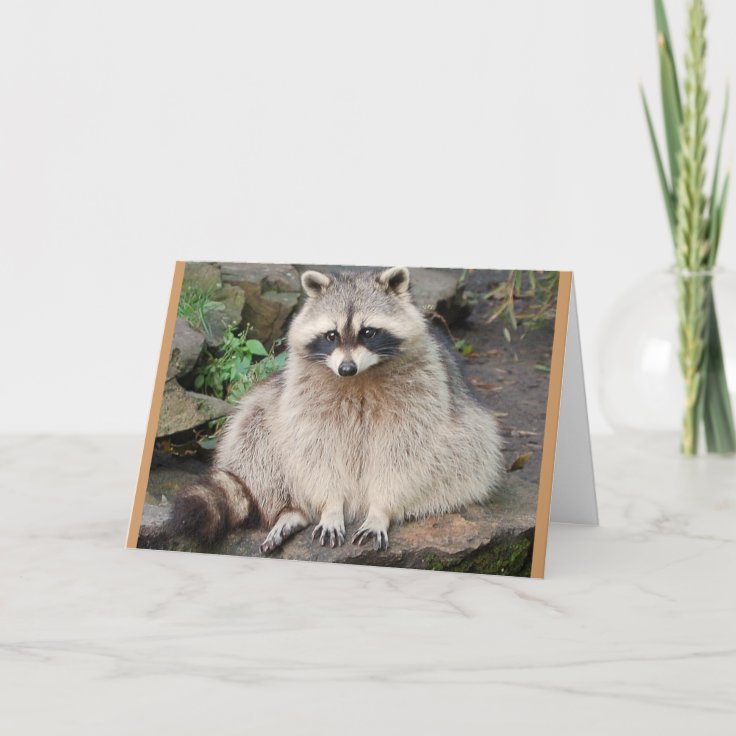Racoon Card | Zazzle