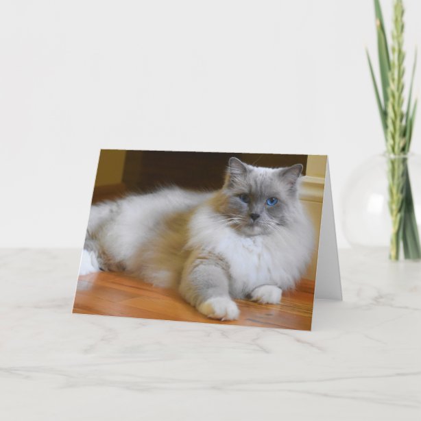 Ragdoll Cat Gifts & Gift Ideas | Zazzle UK