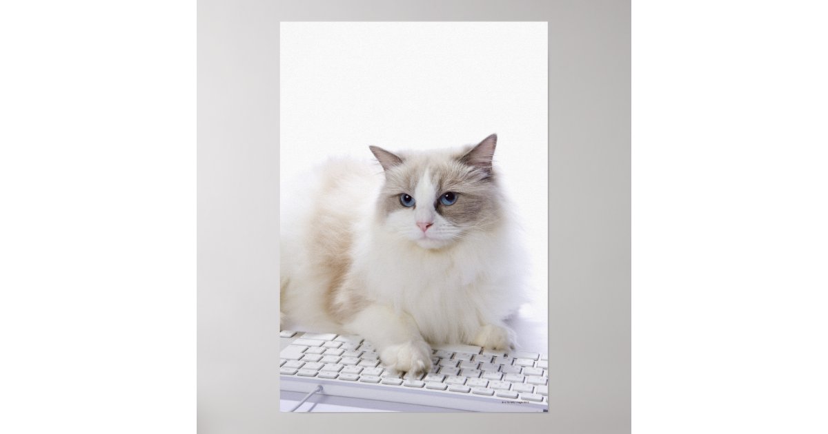 Ragdoll cat on computer keyboard poster | Zazzle
