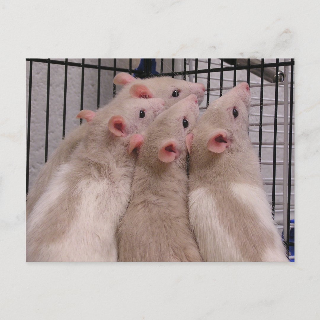 Rats Postcard | Zazzle
