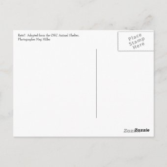 Rats Postcard | Zazzle
