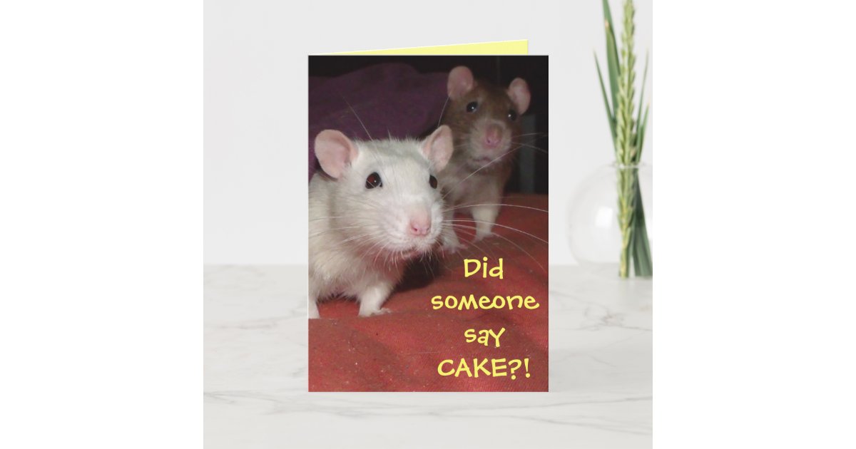 rats talking greetings card | Zazzle