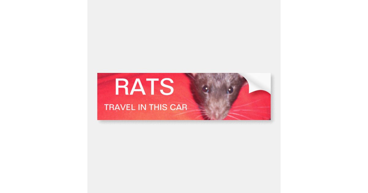 rats travel bumper sticker | Zazzle
