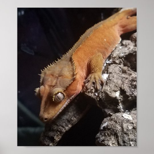Red Crested Gecko Poster | Zazzle.co.uk