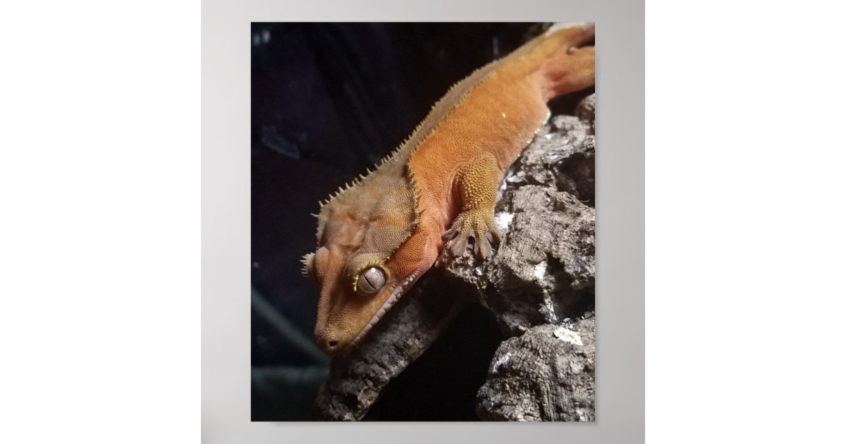 Red Crested Gecko Poster | Zazzle