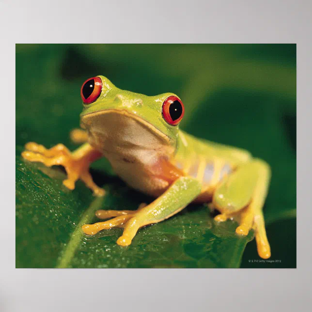 Red eye tree frog poster | Zazzle