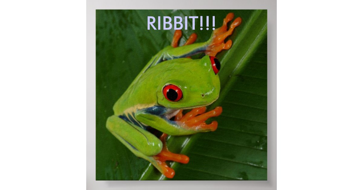 Red-Eye-Tree-Frog, RIBBIT!!! Poster | Zazzle
