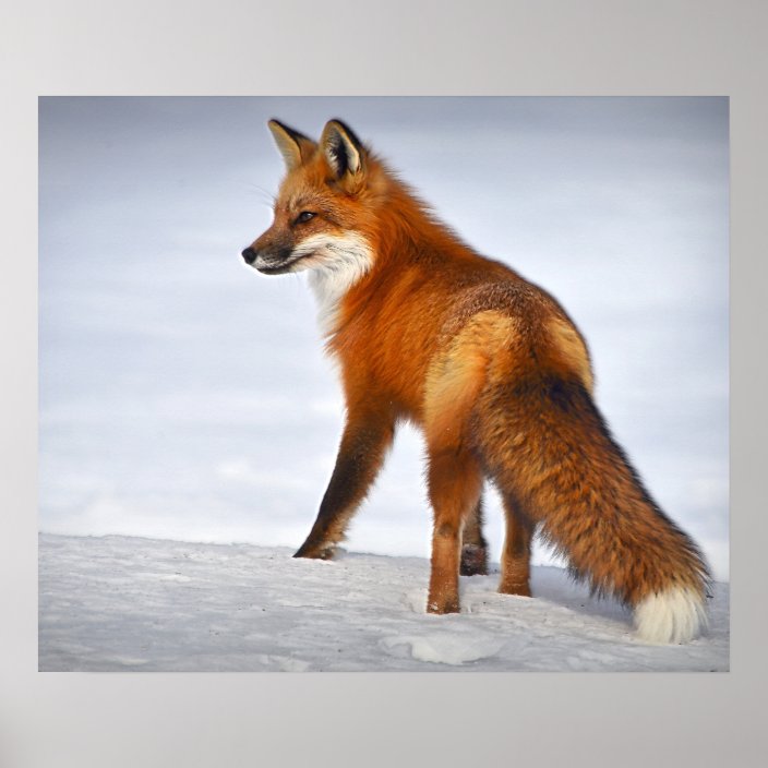 Red Fox in Winter Snow Poster | Zazzle.co.uk
