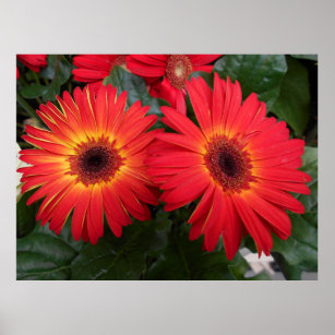 Red Gerbera Posters & Prints | Zazzle UK