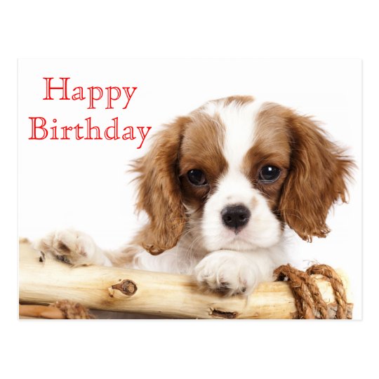 Red Happy Birthday Cavalier King Charles Spaniel Postcard | Zazzle.co.uk