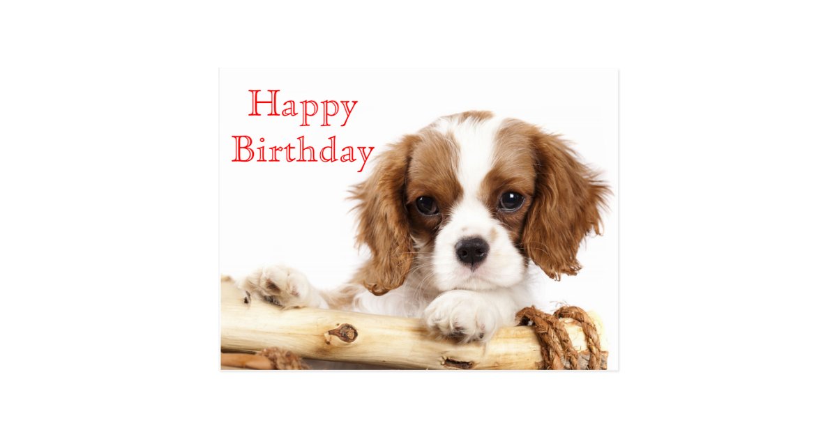Red Happy Birthday Cavalier King Charles Spaniel Postcard | Zazzle.co.uk