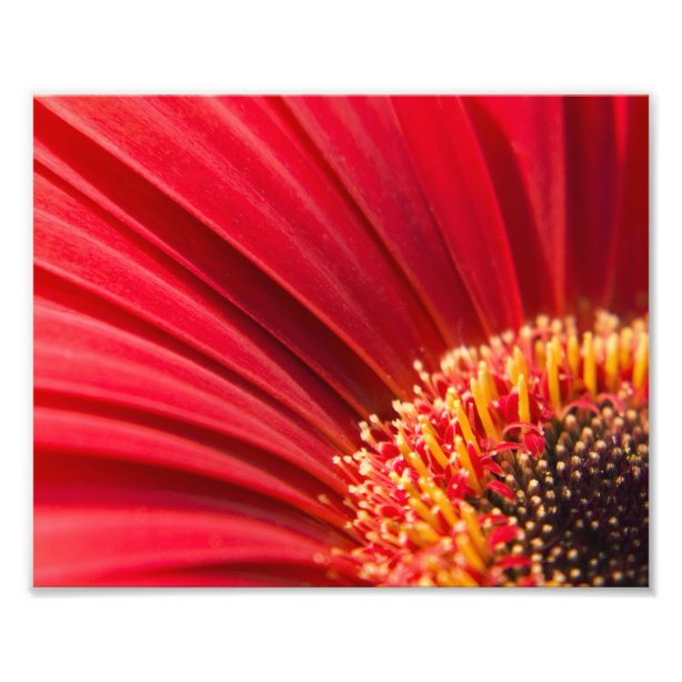 Red Gerbera Posters & Prints | Zazzle UK