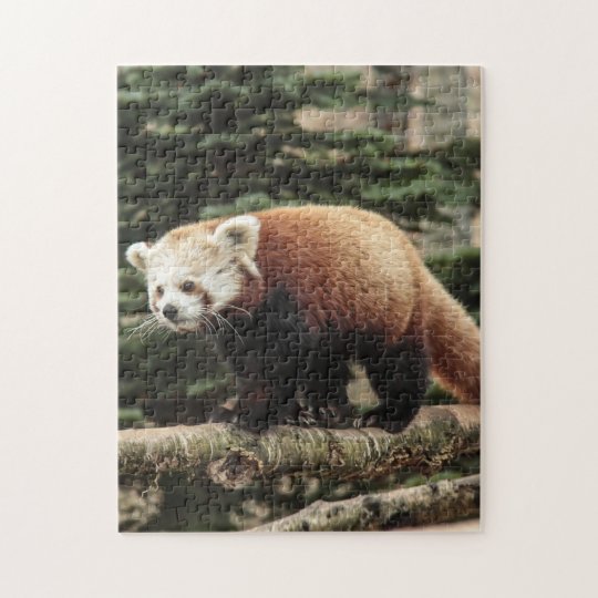 Red Panda Jigsaw Puzzle | Zazzle.co.uk