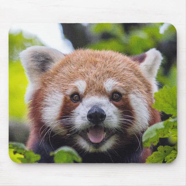 Red Panda Mouse Mat | Zazzle