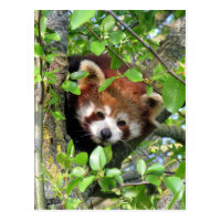 Red Panda Gifts & Gift Ideas | Zazzle UK