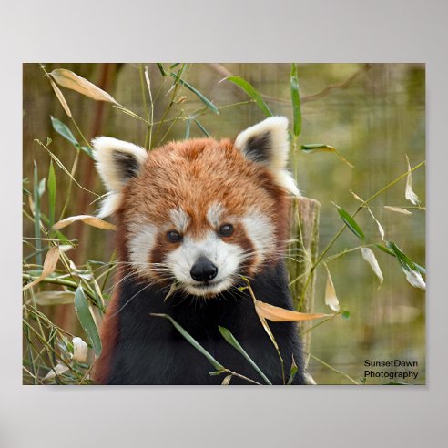 Red Panda Gifts & Gift Ideas | Zazzle UK