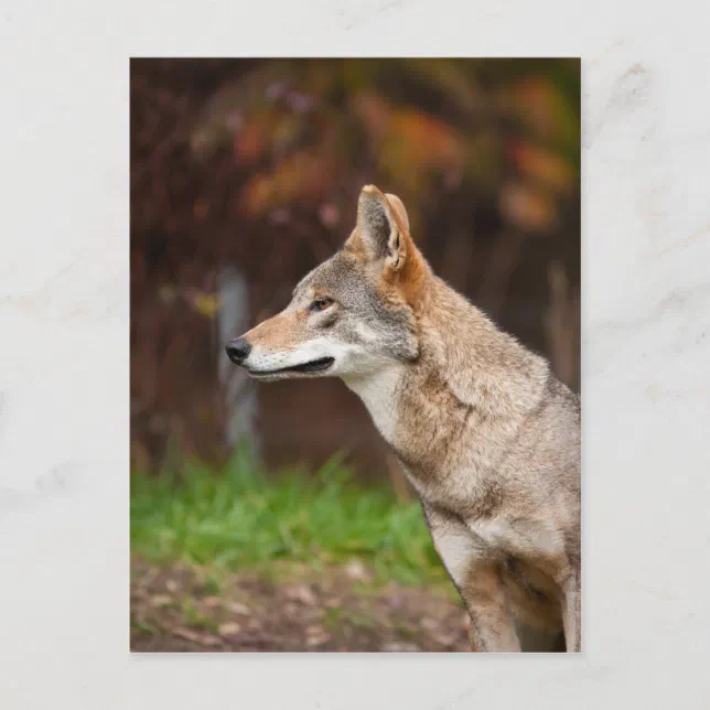 Red Wolf Postcard | Zazzle