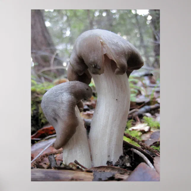 Redwood Forest Fungi Poster | Zazzle
