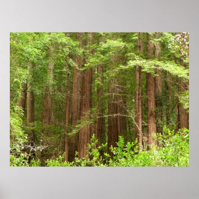 Redwood Trees at Muir Woods National Monument Poster | Zazzle