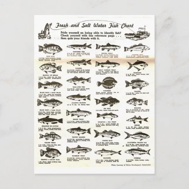 Retro Vintage Men's Fishing Chart - Postcard | Zazzle