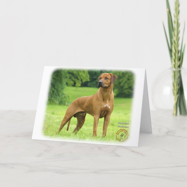 Rhodesian Ridgeback Gifts & Gift Ideas | Zazzle UK