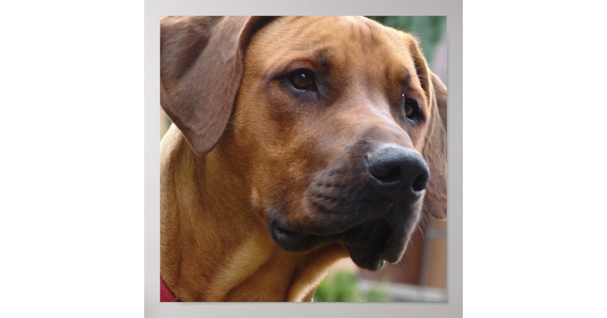 Rhodesian Ridgeback Dog Print | Zazzle