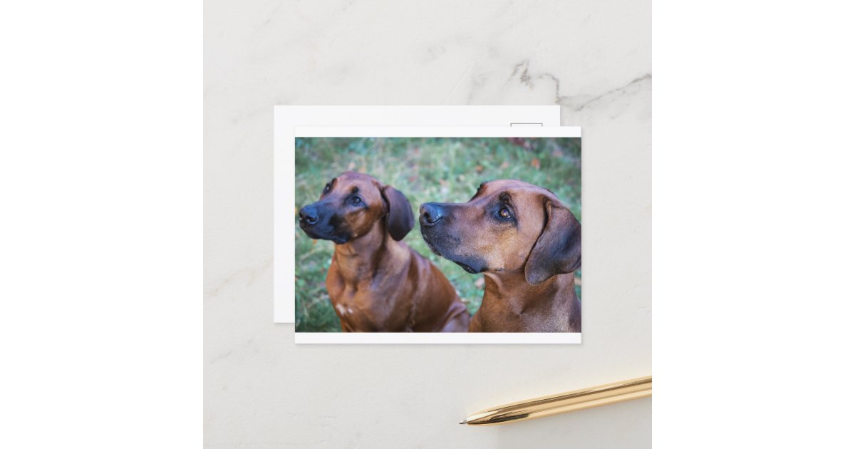 rhodesian-ridgeback-group postcard | Zazzle