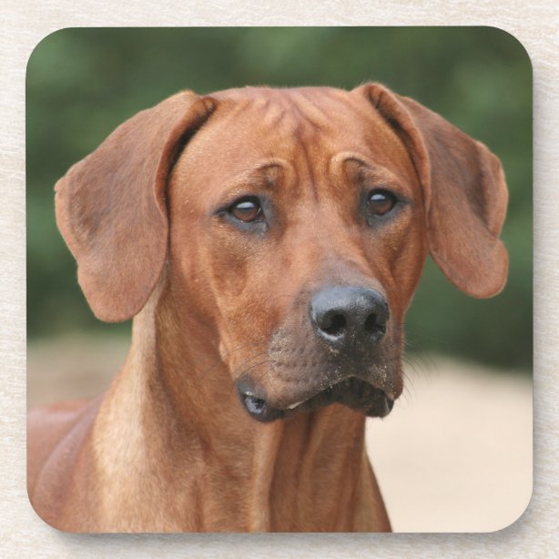 Rhodesian Ridgeback Gifts & Gift Ideas | Zazzle UK