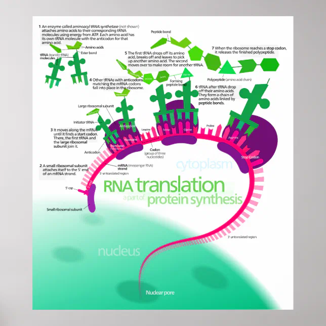 RNA Translation in Protein Synthesis Diagram Poster | Zazzle
