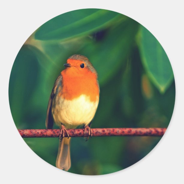 Cute Robin Stickers & Labels | Zazzle UK