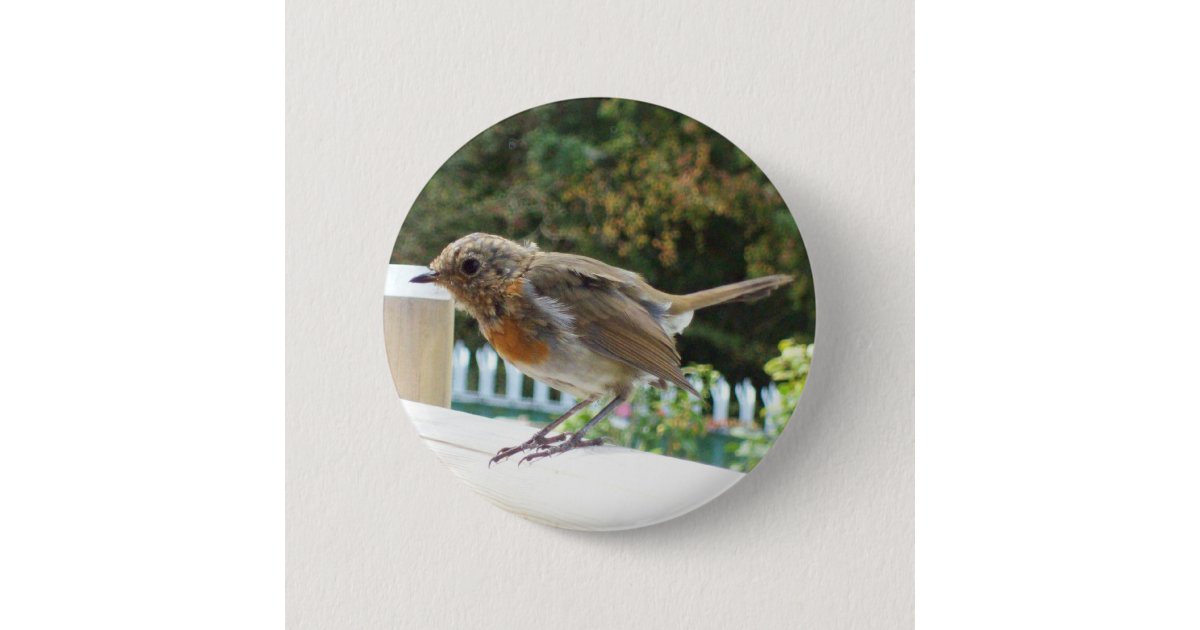 Robin Button Badge | Zazzle.co.uk