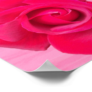 Girly Rose Posters & Prints | Zazzle.co.uk