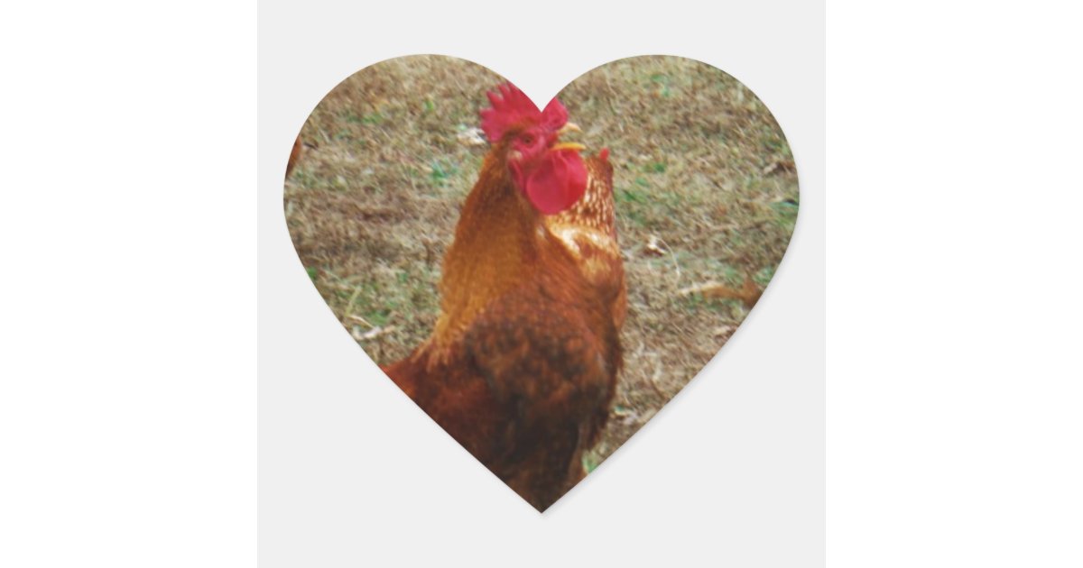 Rooster Crowing Heart Sticker | Zazzle