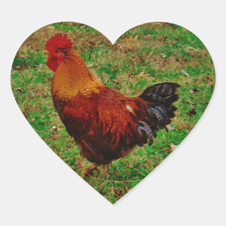 Rooster Facing Left Heart Sticker | Zazzle