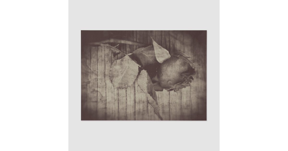 Rose Vintage Antique Sepia Brown Decoupage Tissue Paper | Zazzle
