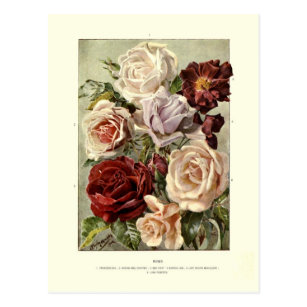 Vintage Rose Postcards | Zazzle UK