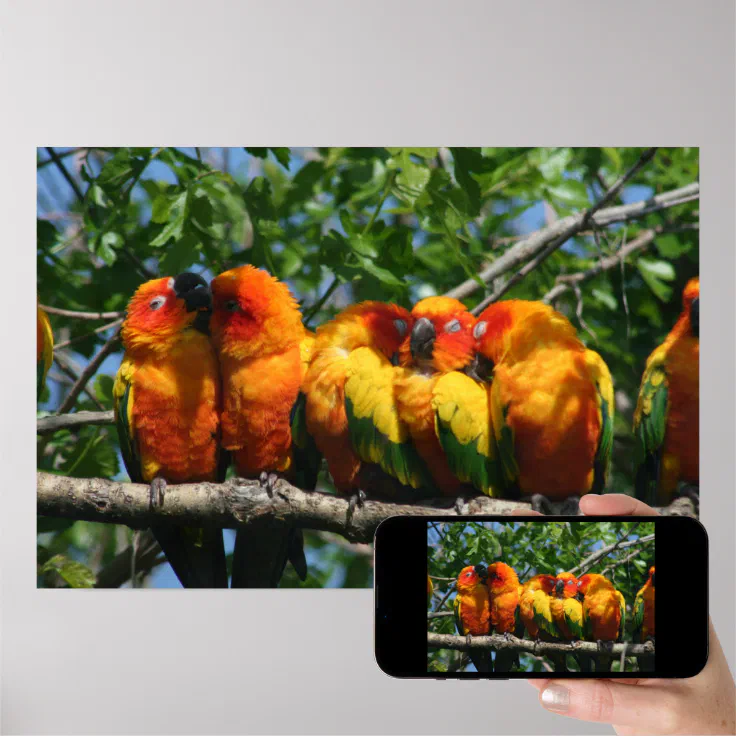 Row of Cute Little Parrots Snuggling Poster | Zazzle