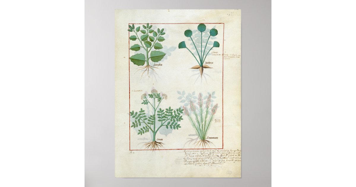 Salt Bush and Anthora Absinthium and Cardamom Poster | Zazzle