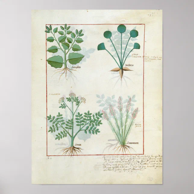 Salt Bush and Anthora Absinthium and Cardamom Poster | Zazzle