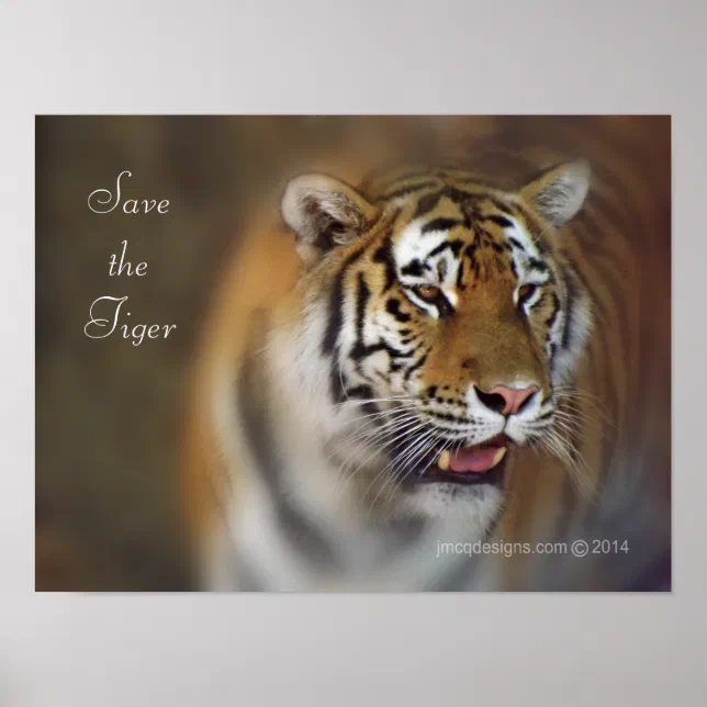 Save the Tiger Amur Siberian Tiger Poster | Zazzle